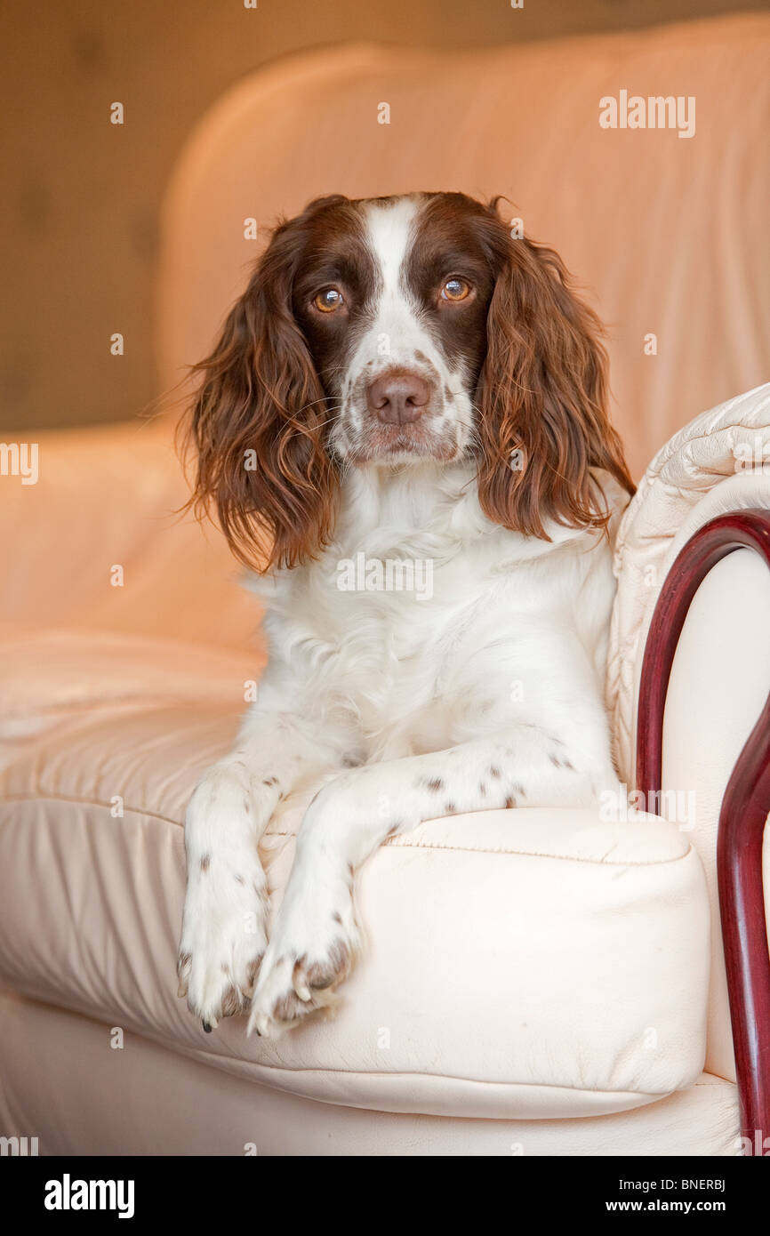 A liver and white English Springer Spaniel working gun dog laying on a ...