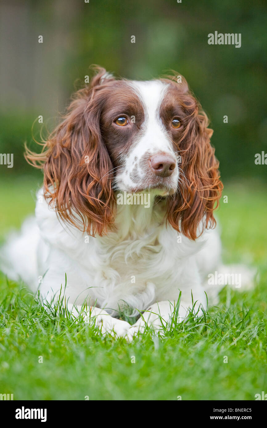 A liver and white English Springer Spaniel working gun dog laying ...