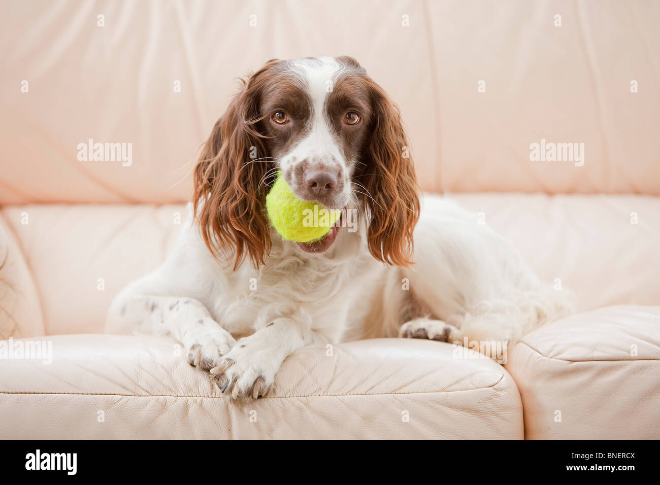 A liver and white English Springer Spaniel working gun dog laying on a ...