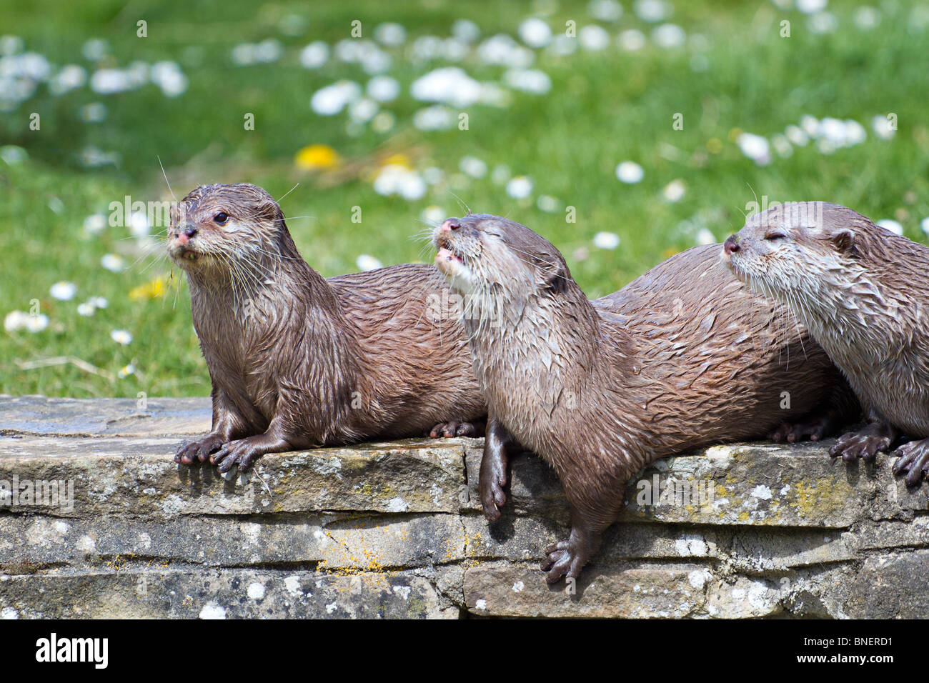 Three Asian Small-clawed Otters (Aonyx cinereus) sunbathing on the bank ...