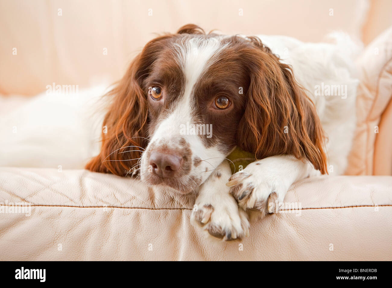 English springer spaniel hi-res stock photography and images - Alamy