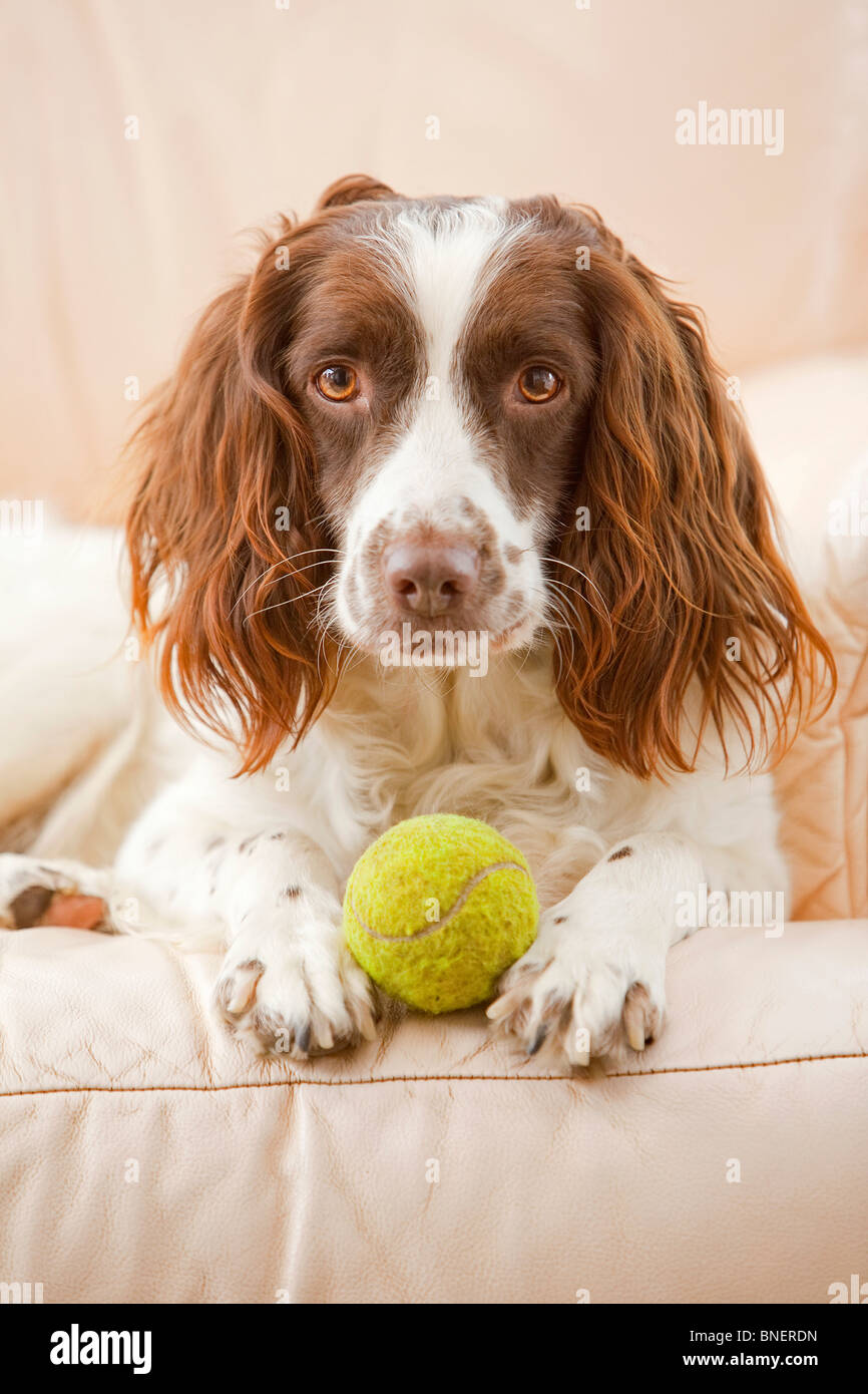 A liver and white English Springer Spaniel working gun dog laying on a ...