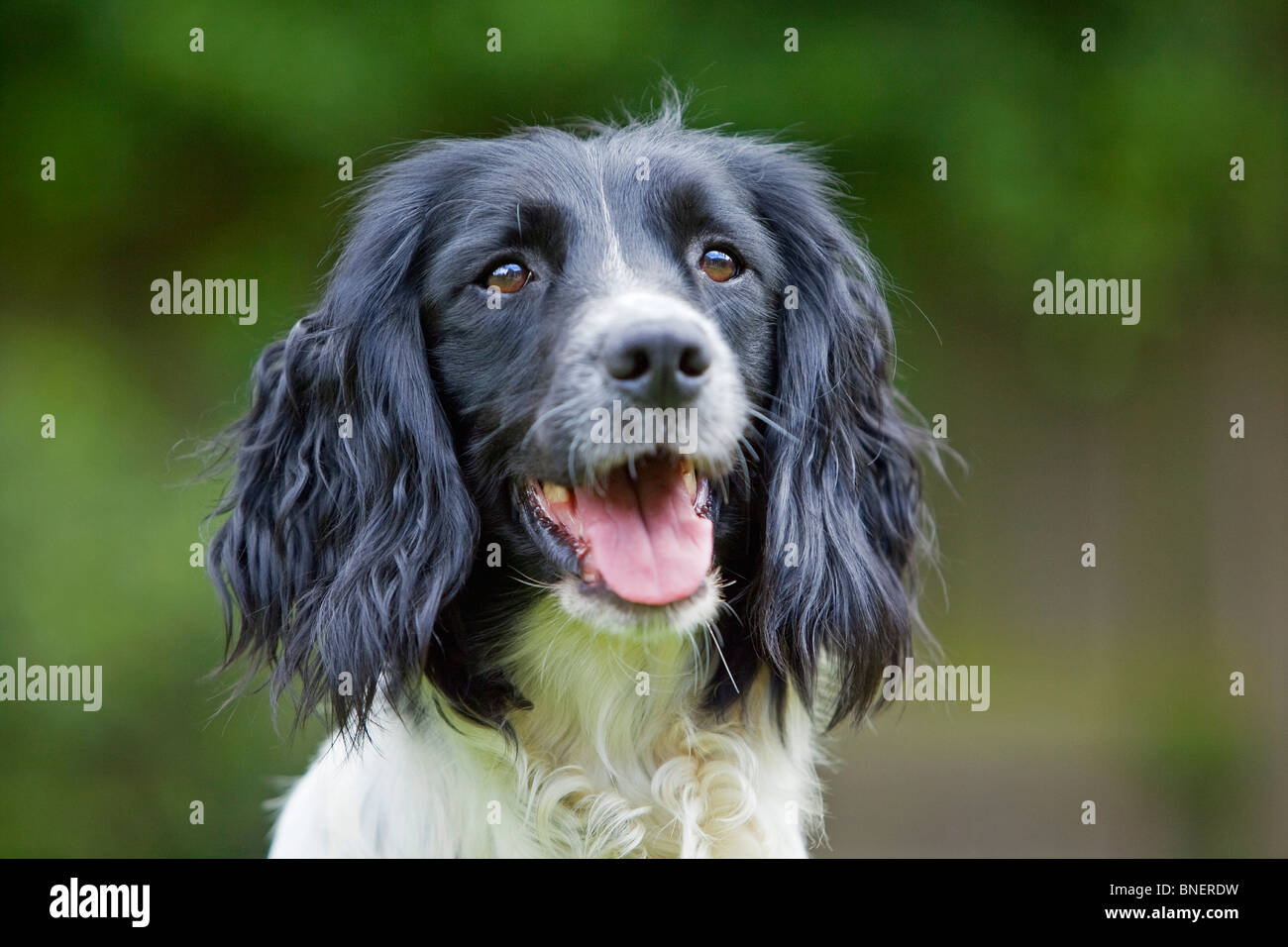 A portrait photograph of a black and white English Springer Spaniel ...