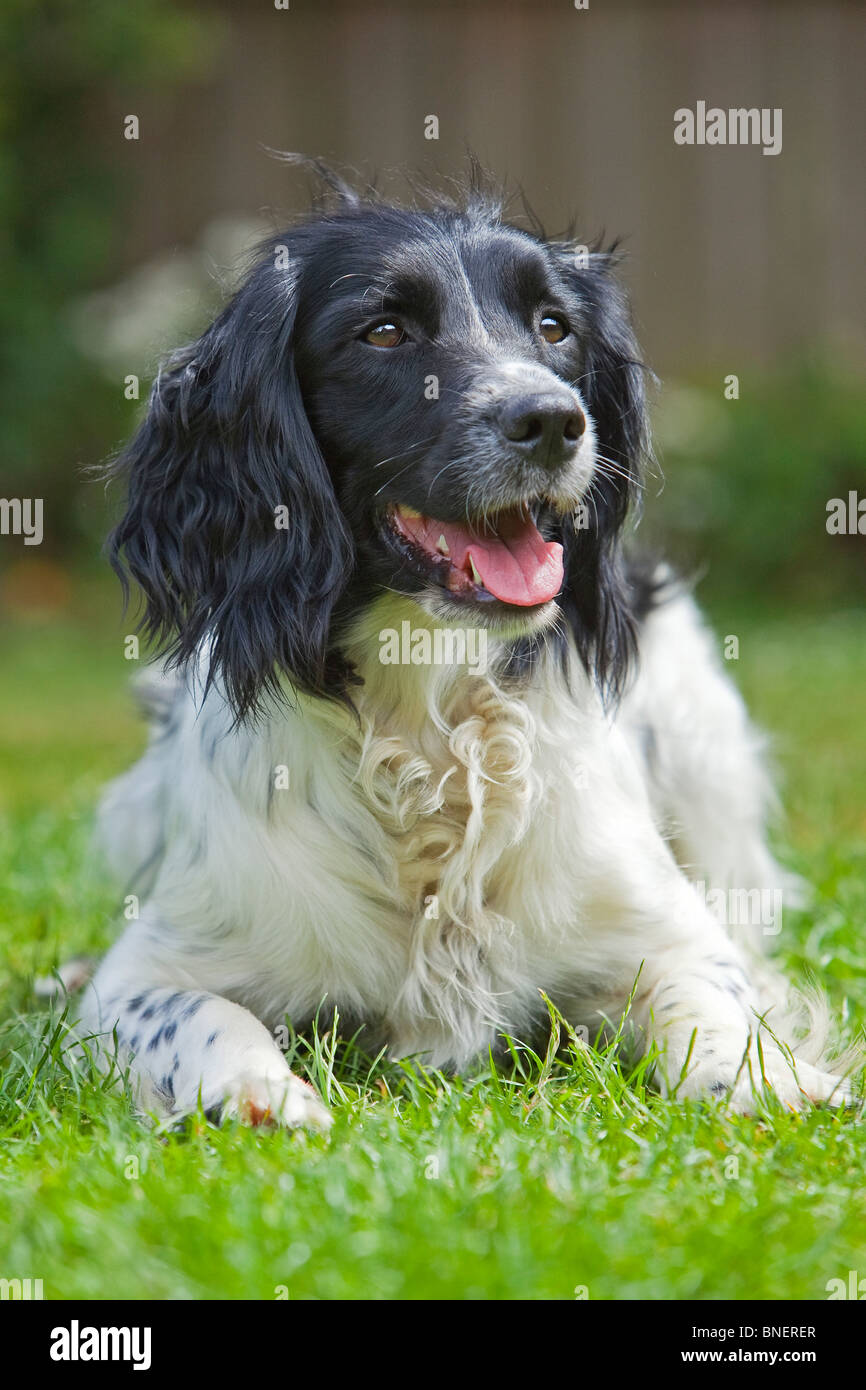 A portrait photograph of a black and white English Springer Spaniel ...
