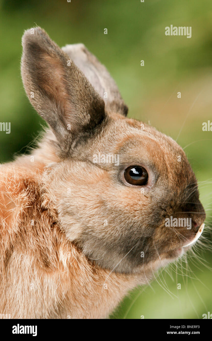 Freaky rabbit hi-res stock photography and images - Alamy