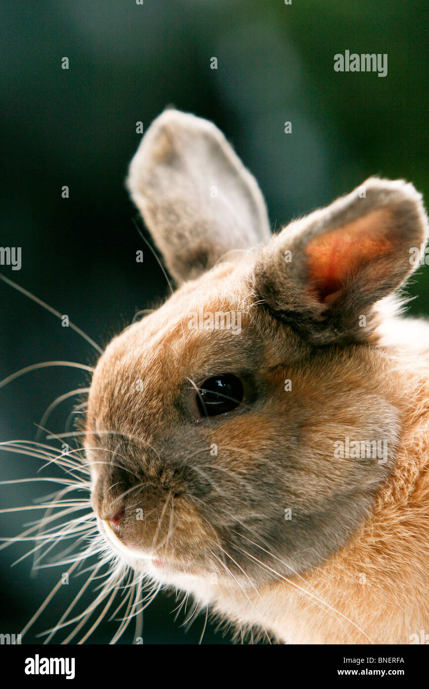 Dwarf rabbit with protruding front tooth Stock Photo - Alamy
