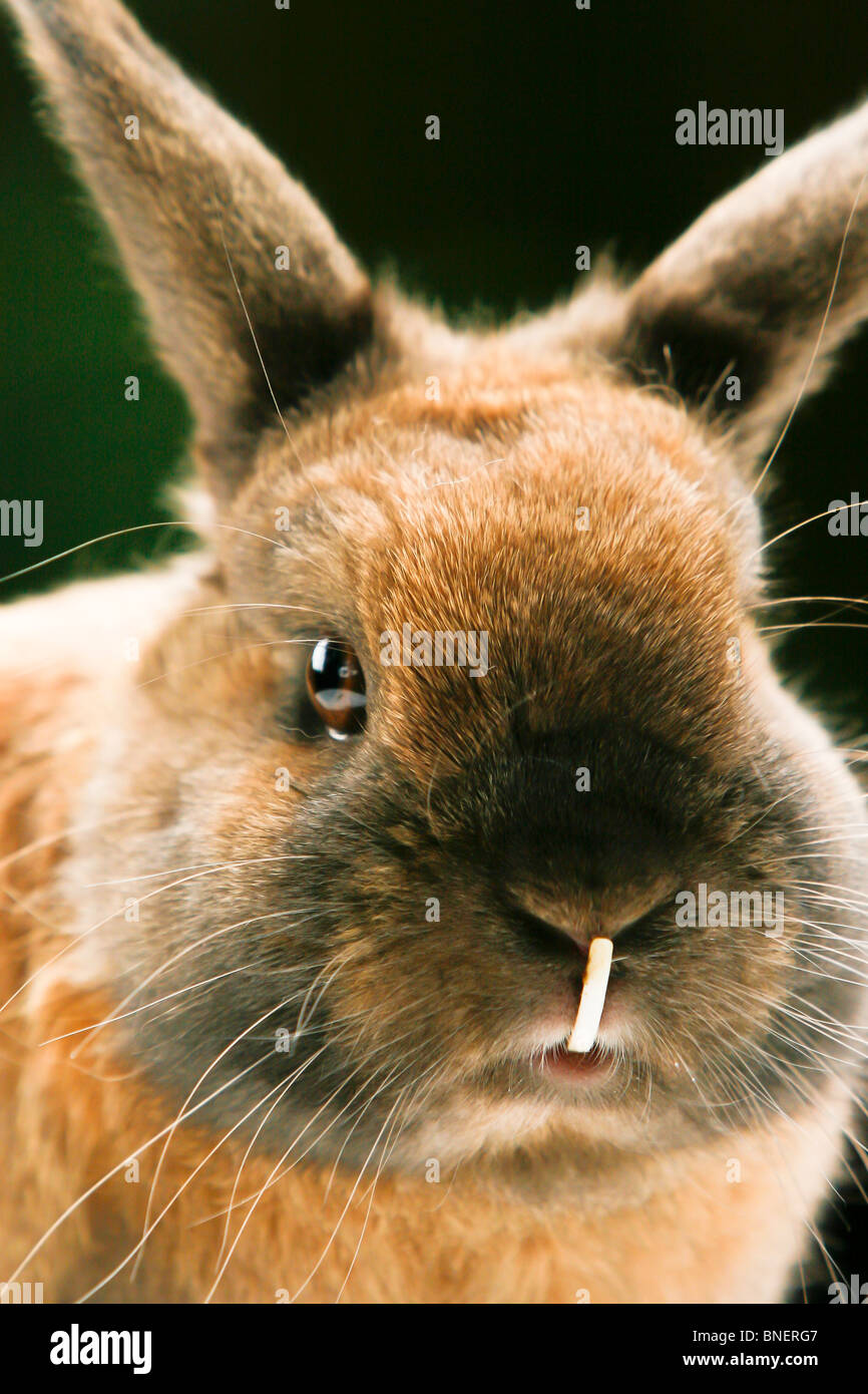 Rabbit teeth oryctolagus cuniculus hi-res stock photography and images ...