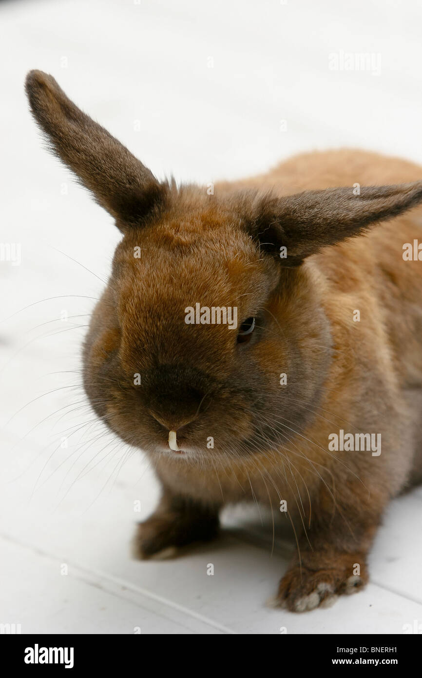Rabbit Teeth Oryctolagus Cuniculus High Resolution Stock Photography ...