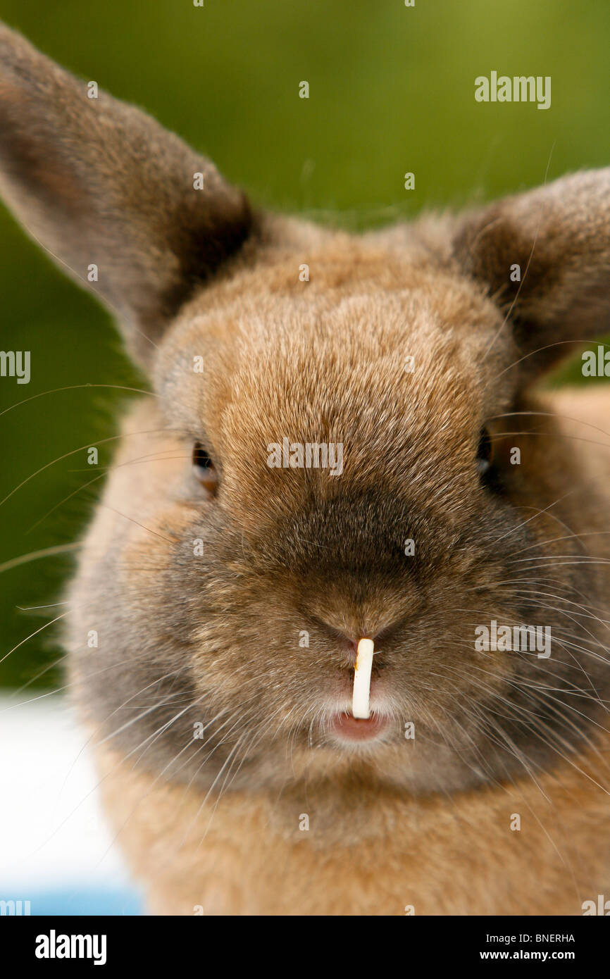 Dwarf rabbit with protruding front tooth Stock Photo - Alamy