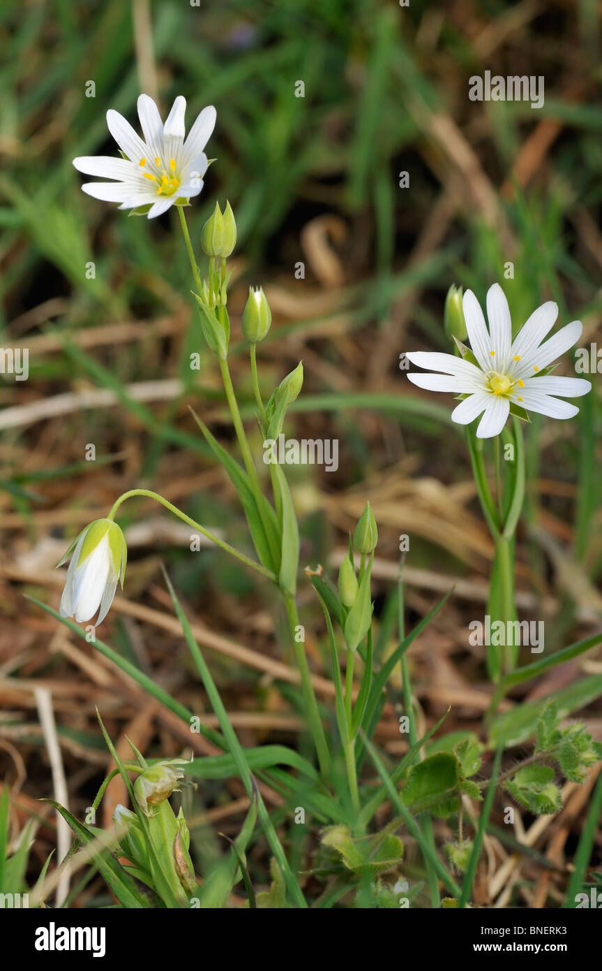 Greater Stitchwort - Stellaria holostea Stock Photo - Alamy