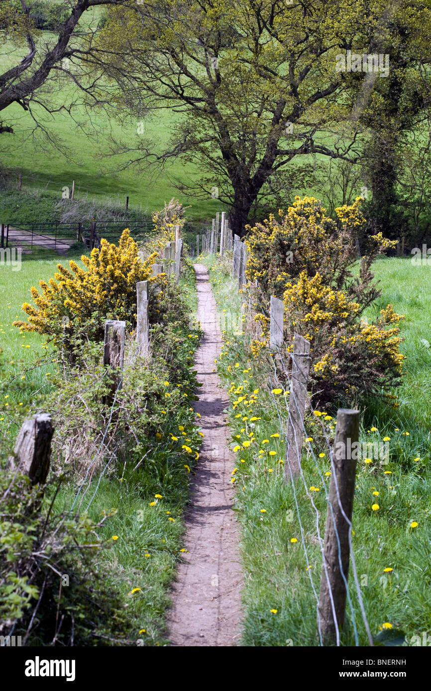 Gorse shrubs hi-res stock photography and images - Alamy