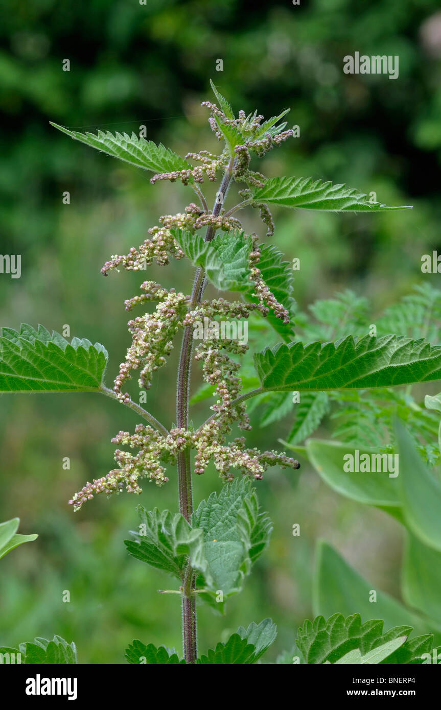 Common or Stinging Nettle - Urtica dioica Stock Photo - Alamy