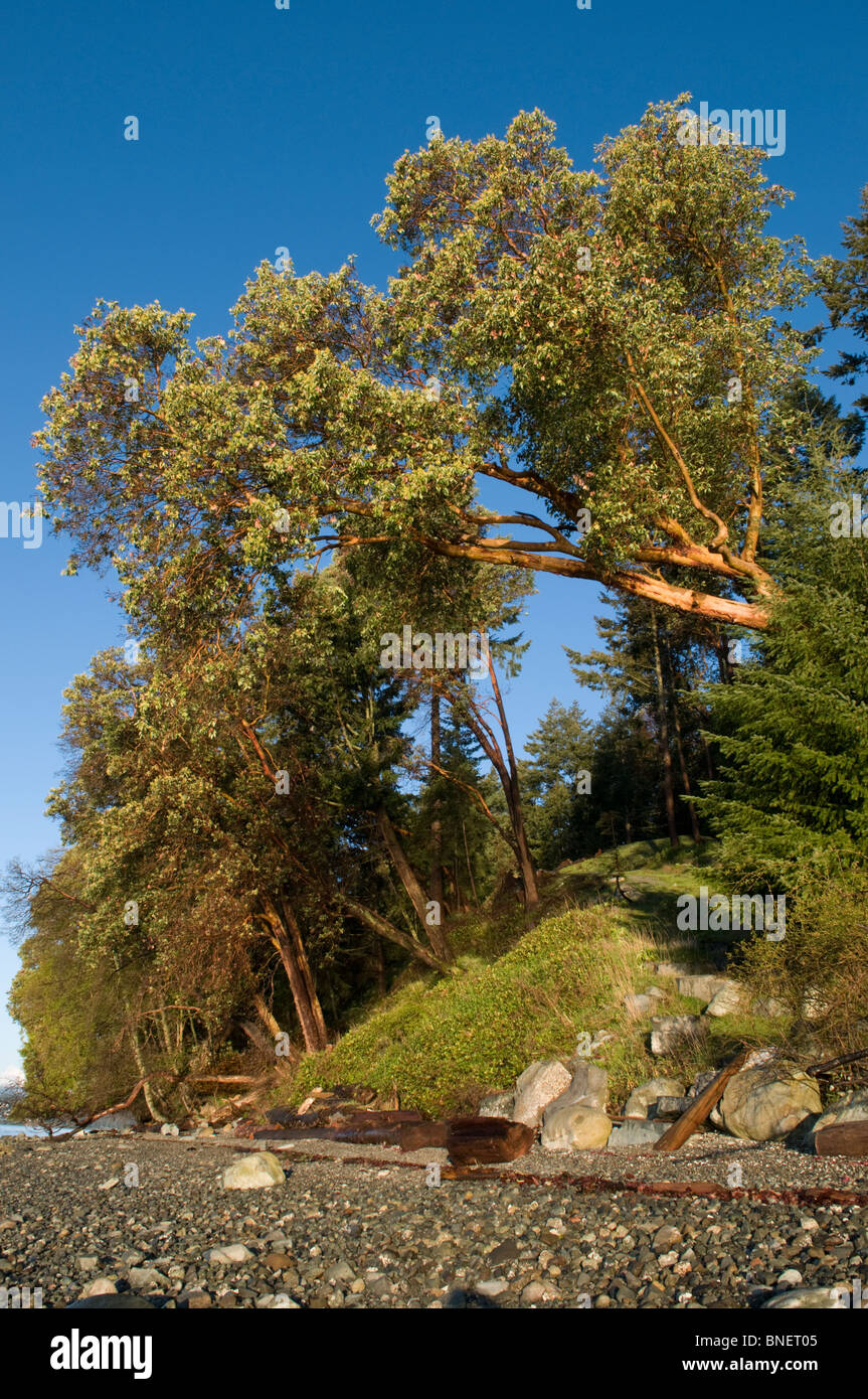 Salt spring island saltspring hi-res stock photography and images - Alamy