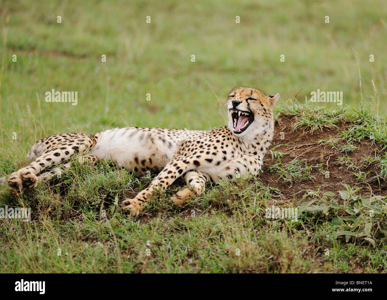 Laughing Cheetah