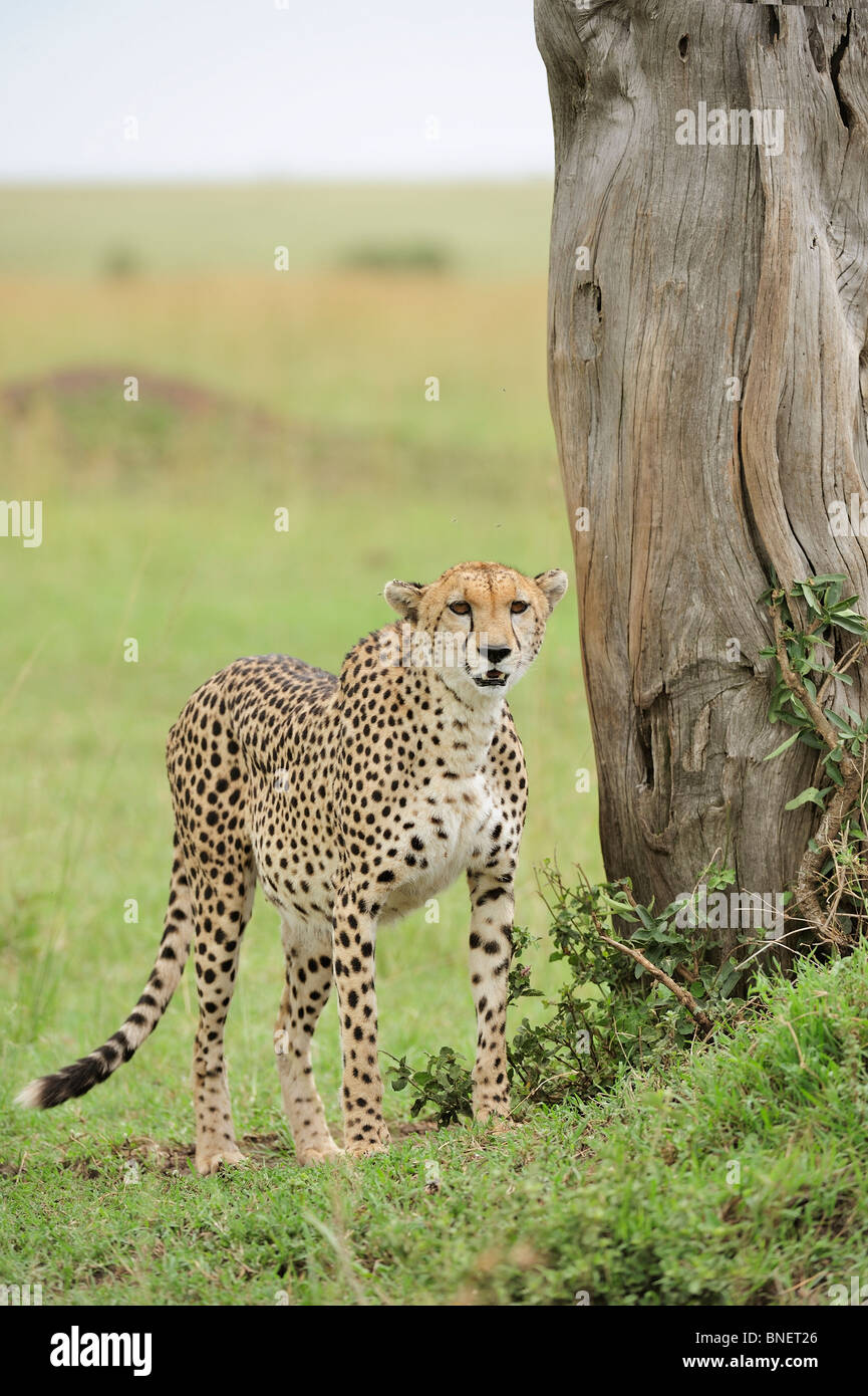 Cheetah under a tree, Maasai Mara, Kenya Stock Photo - Alamy