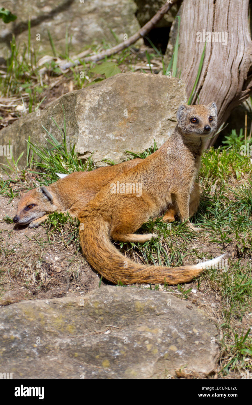 Pair of mongeese hi-res stock photography and images - Alamy