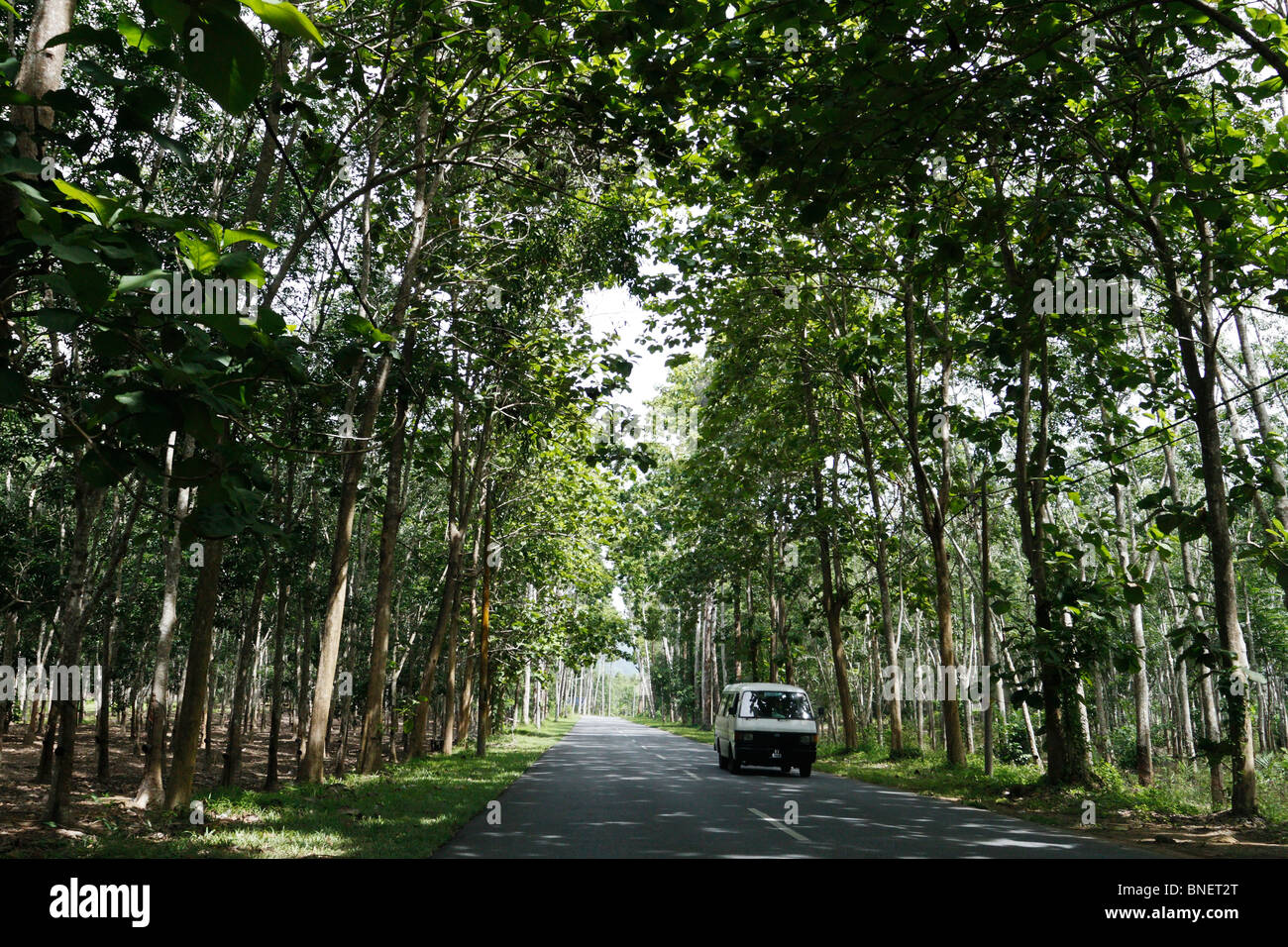 Shaded road in Perlis, Malaysia Stock Photo - Alamy