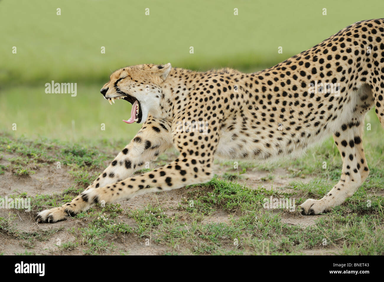 Cheetah yawning close-up portrait, Maasai Mara, Kenya Stock Photo - Alamy