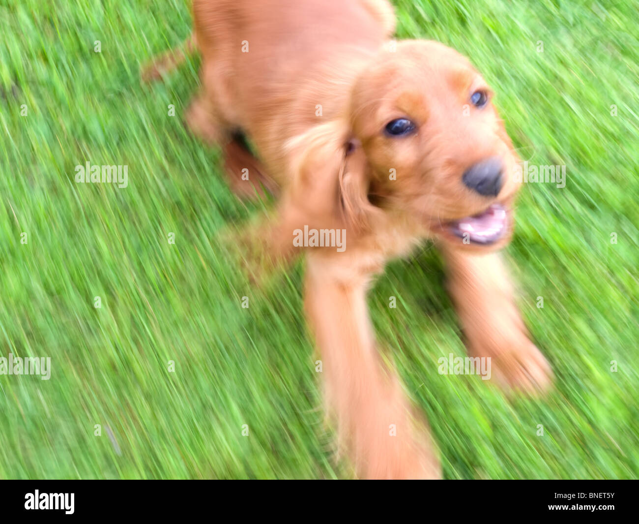 Pet motion blur hi-res stock photography and images - Alamy