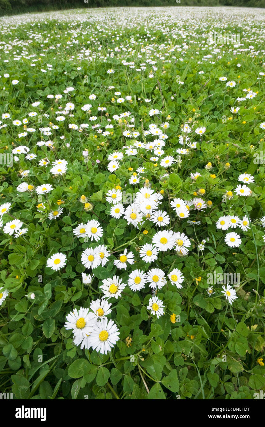 Field of Daisies Stock Photo - Alamy