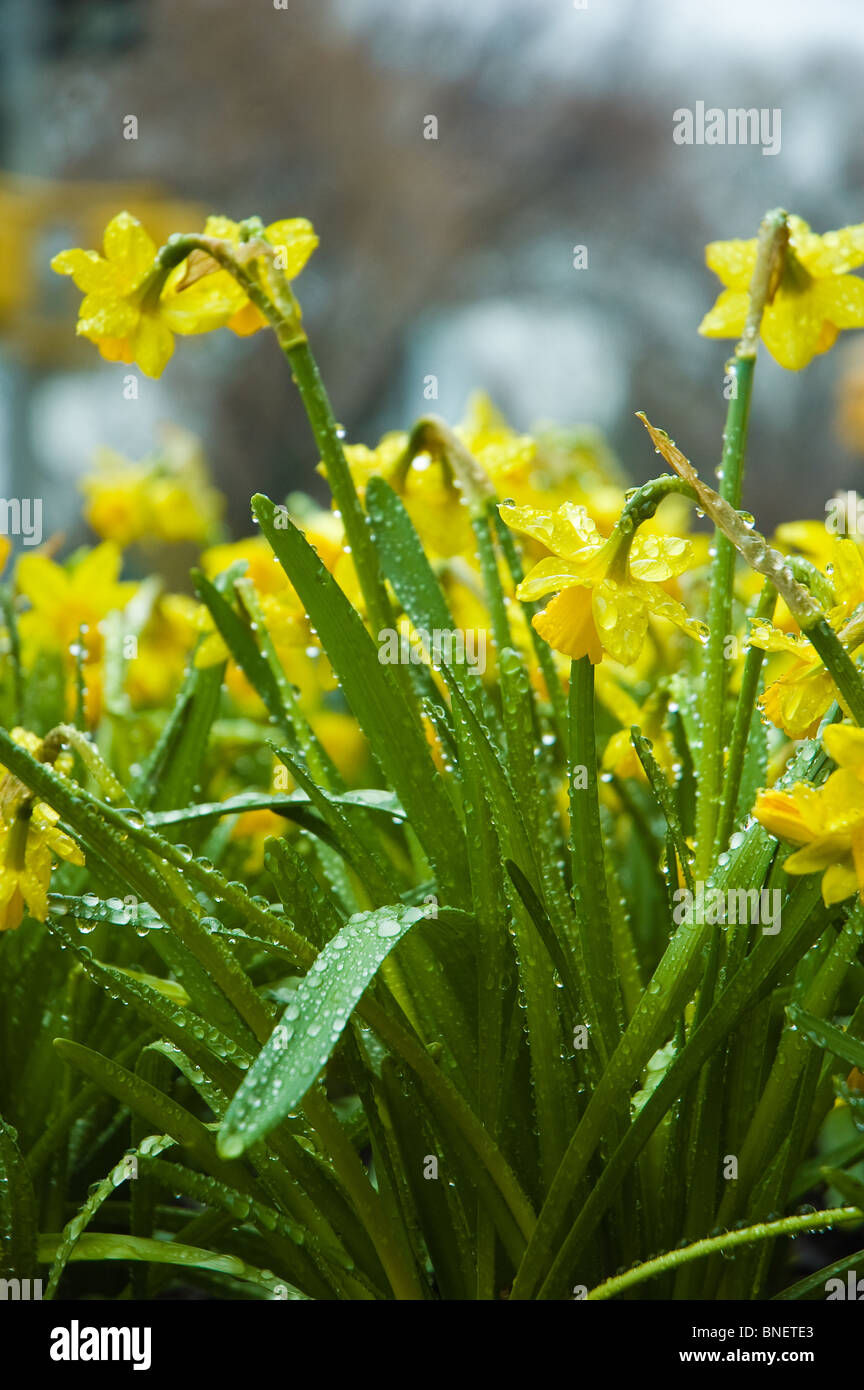 Rain-drenched daffodils on Fifth Avenue, New York Stock Photo - Alamy