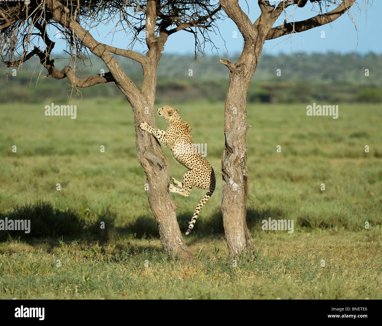 Cheetah Climb High Resolution Stock Photography and Images - Alamy