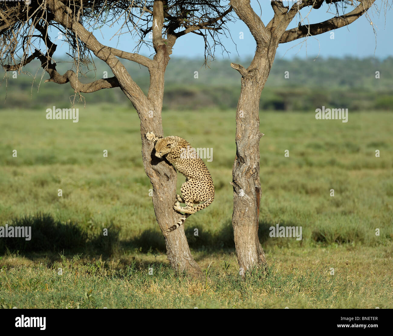 Cheetah climbing on a tree, Serengeti, Tanzania Stock Photo - Alamy