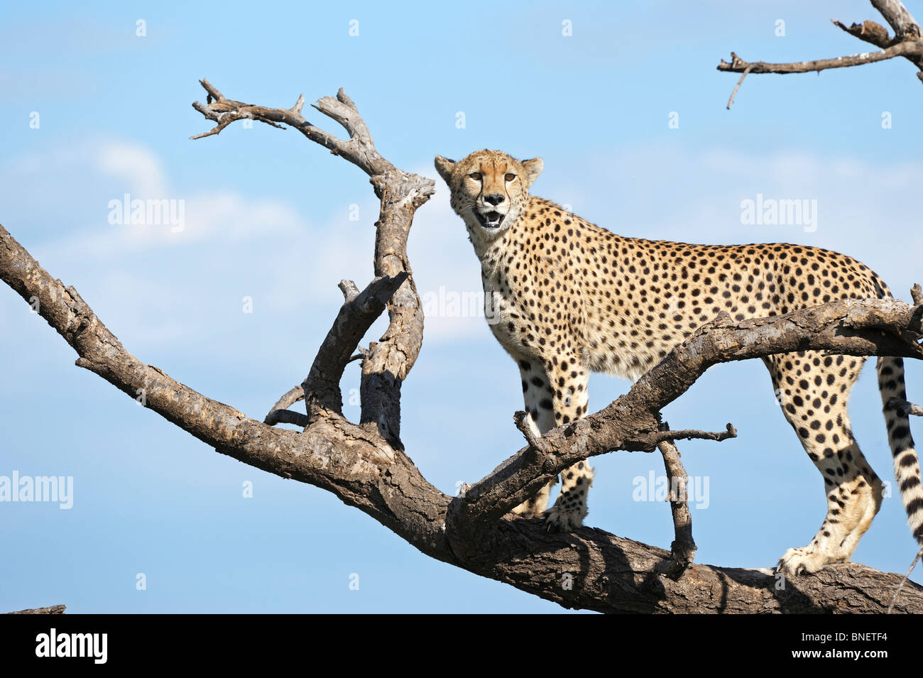 Cheetah jump hi-res stock photography and images - Alamy