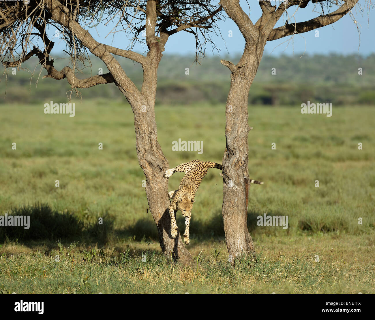 Cheetah climbing on a tree, Serengeti, Tanzania Stock Photo - Alamy