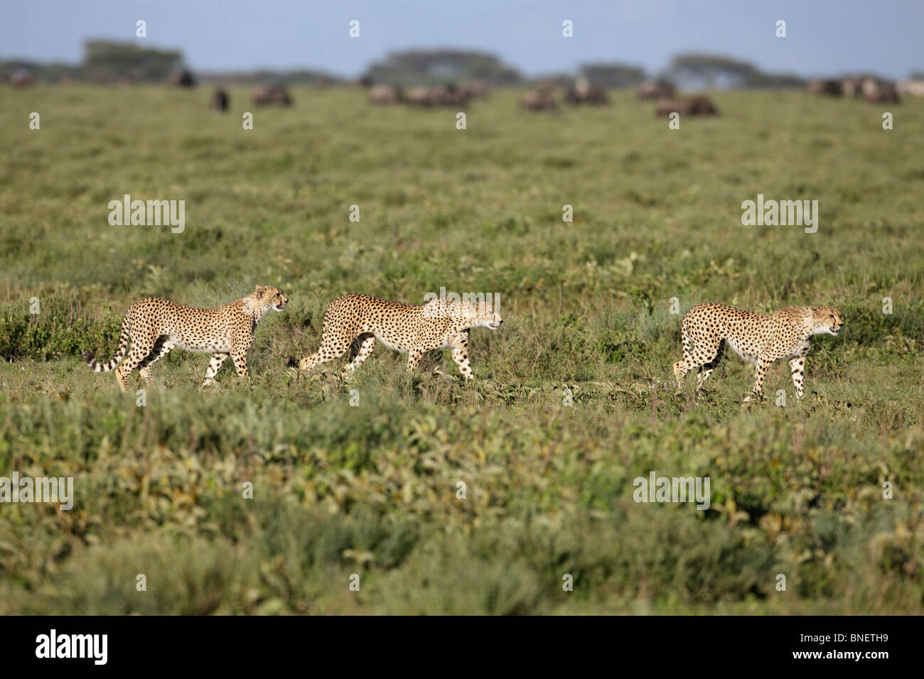 Three cheetahs hi-res stock photography and images - Alamy