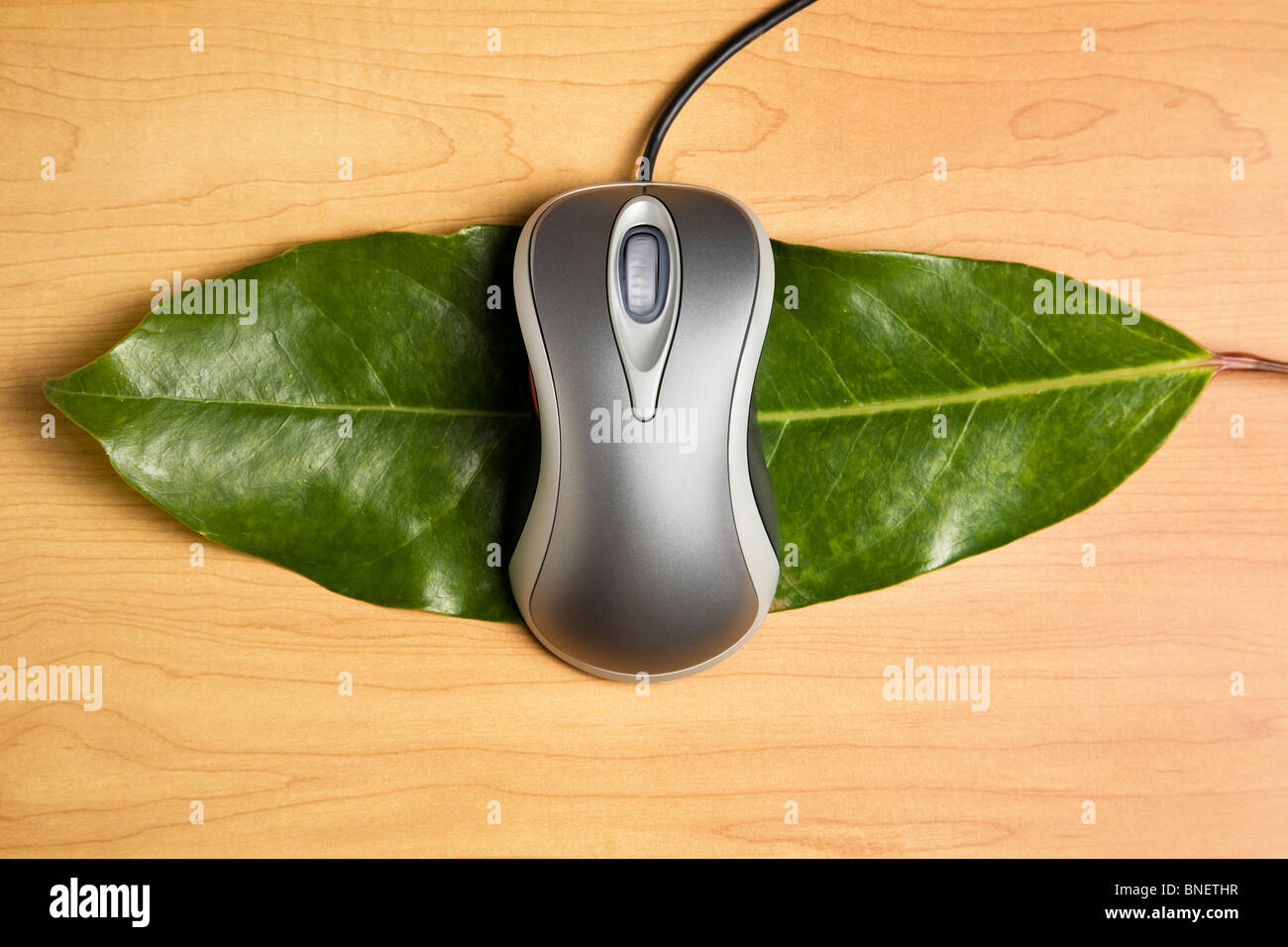 Computer mouse on a leaf Stock Photo - Alamy