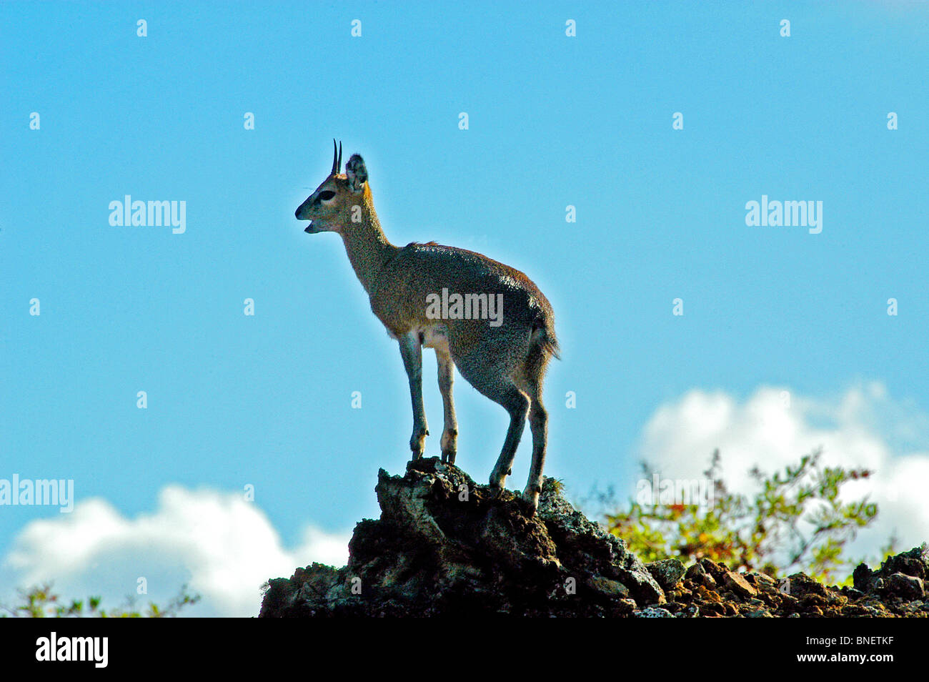 A Klipspringer (Oreotragus oreotragus), in the Tsavo West National Park ...