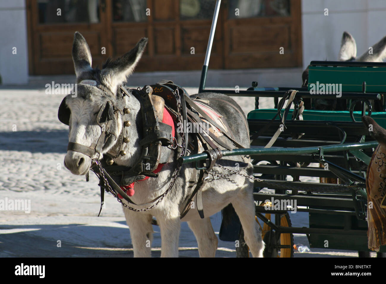 Donkey and cart (one of many) arriving in the afternoon in the Plaza ...