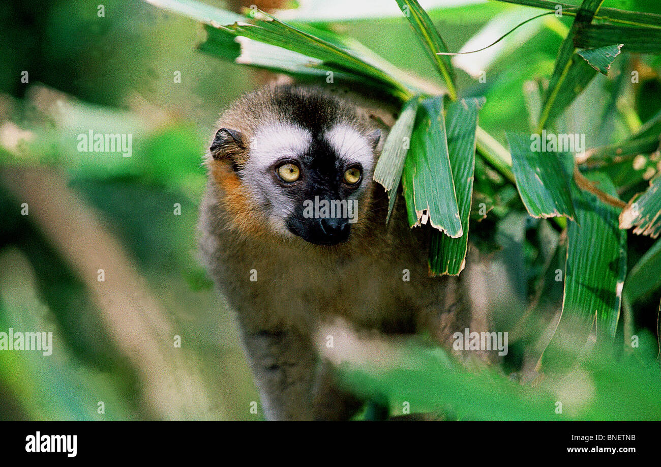 Southern madagascar hi-res stock photography and images - Alamy