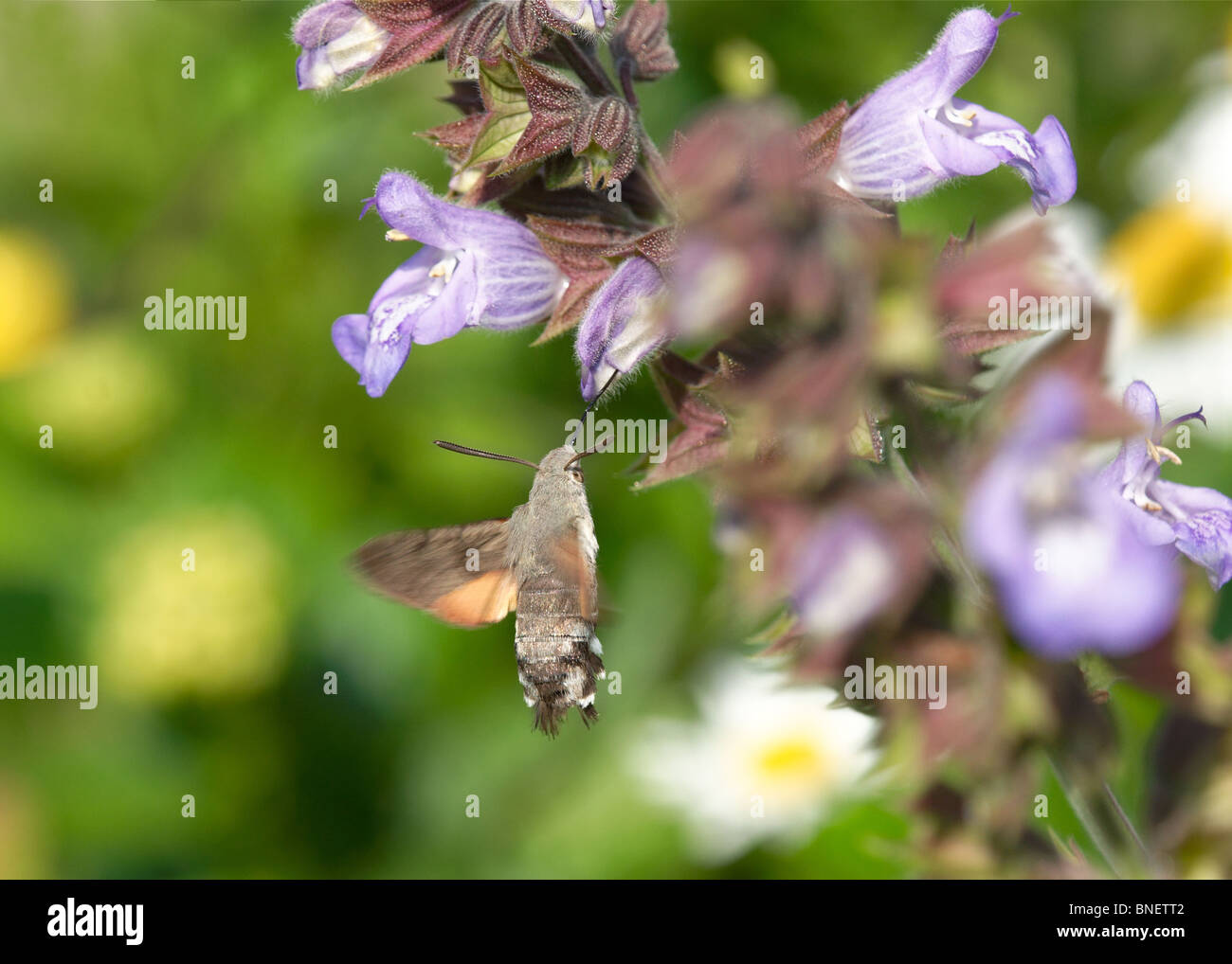 Day flying moth probing nectar hi-res stock photography and images - Alamy