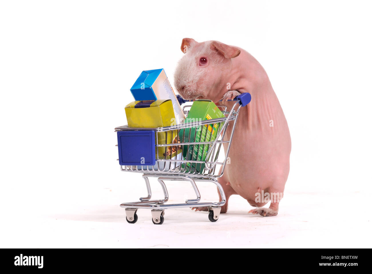 Rodent animal is with a full Supermarket Basket Stock Photo - Alamy