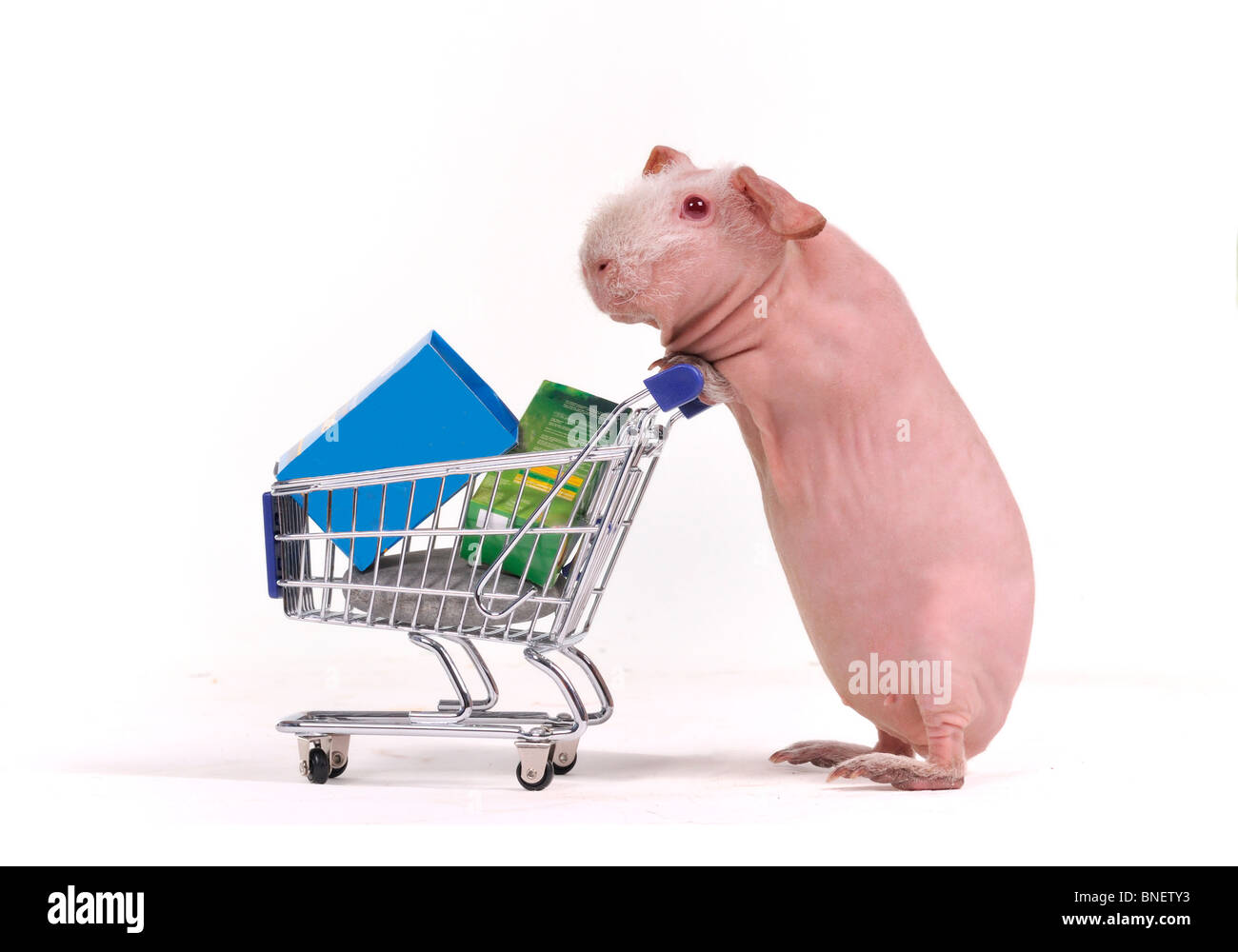 Funny Animal Shopper with a Supermarket Cart Stock Photo - Alamy