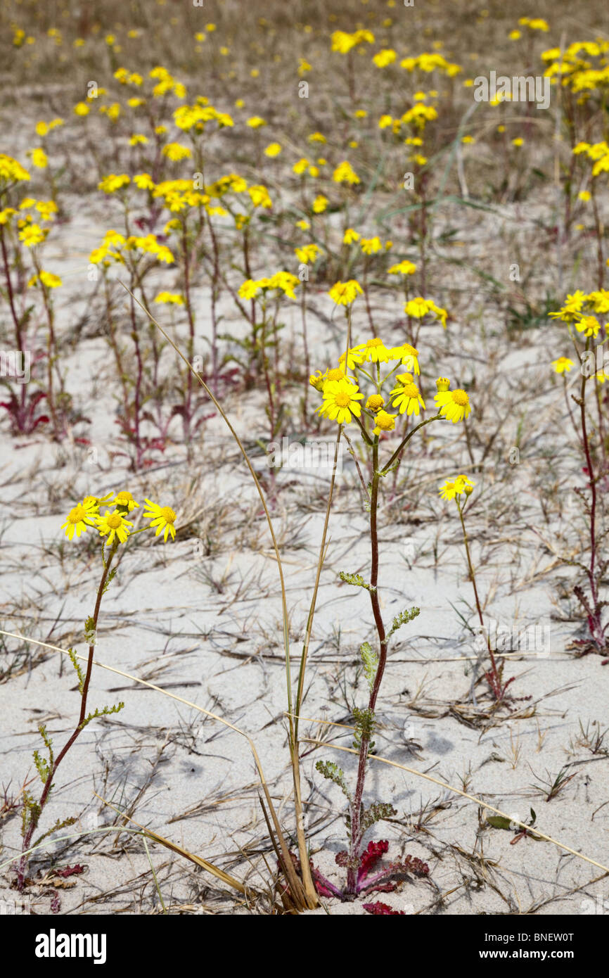 Eastern groundsel flowers hi-res stock photography and images - Alamy