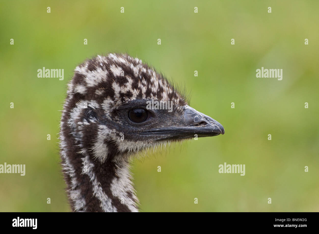 Little Emu Chick Stock Photo - Alamy