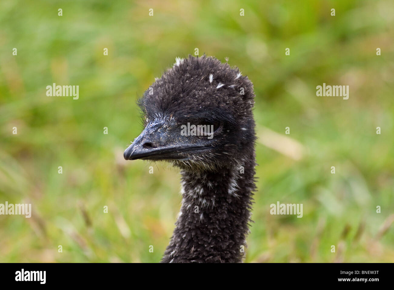 Baby emu hi-res stock photography and images - Alamy