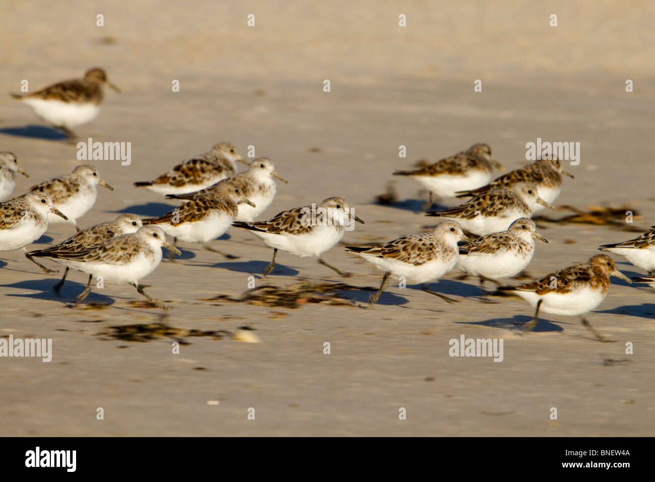Sanderling; Calidris alba; running on a Cornish beach Stock Photo - Alamy
