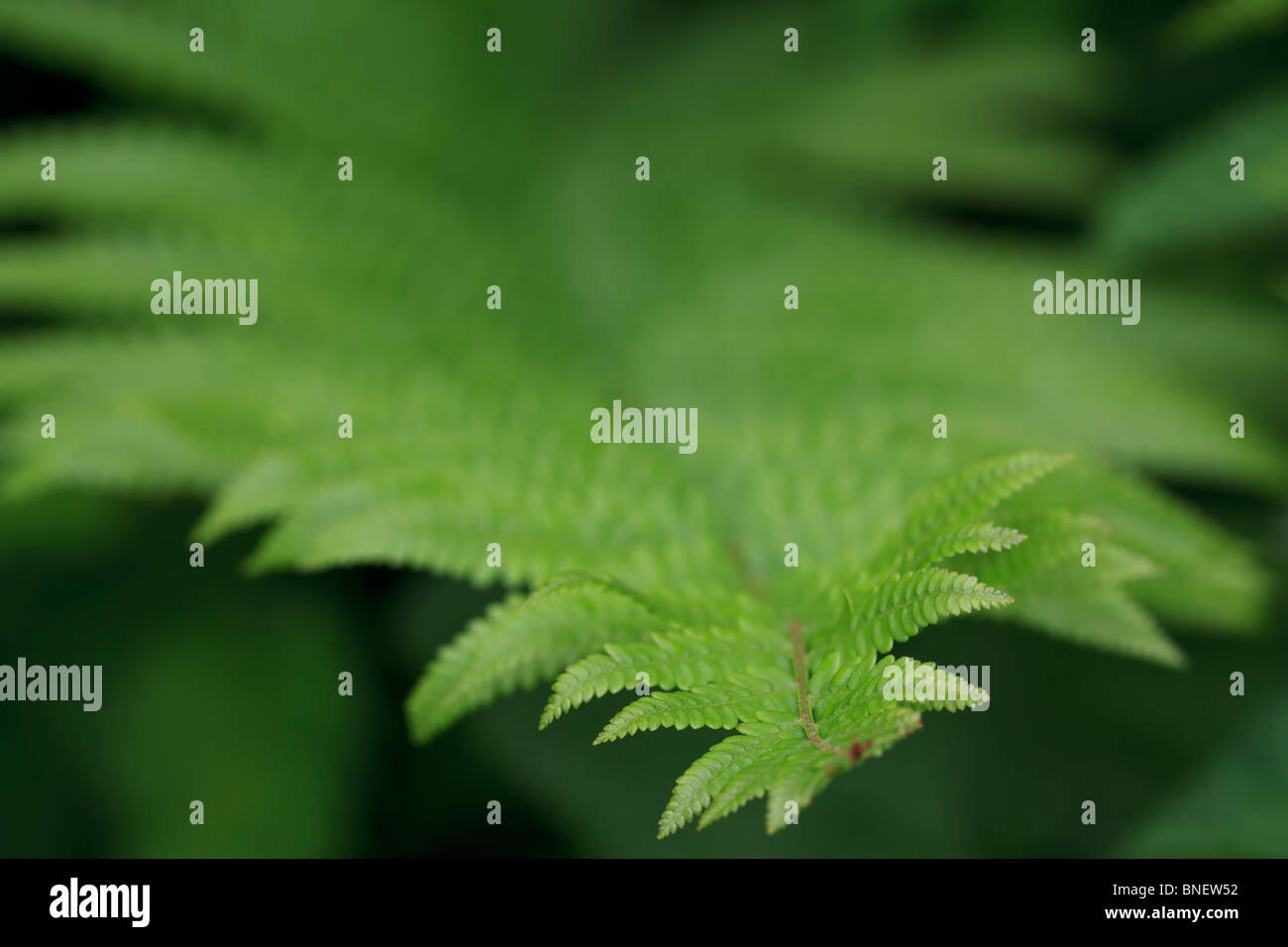 pteridophyte fern in close up in Shakespeare's garden, Central Park ...