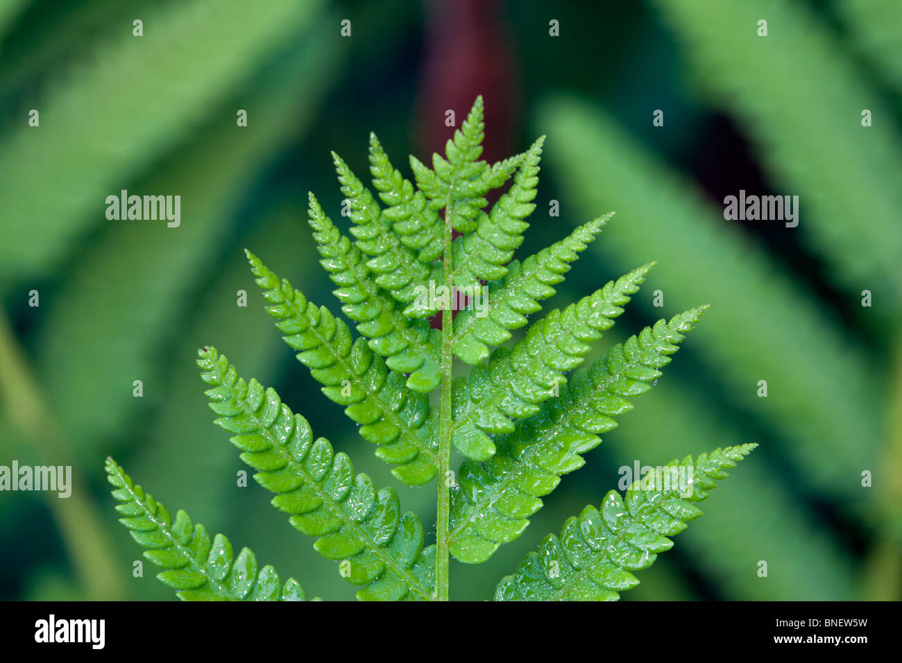 pteridophyte fern in close up in Shakespeare's garden, Central Park ...