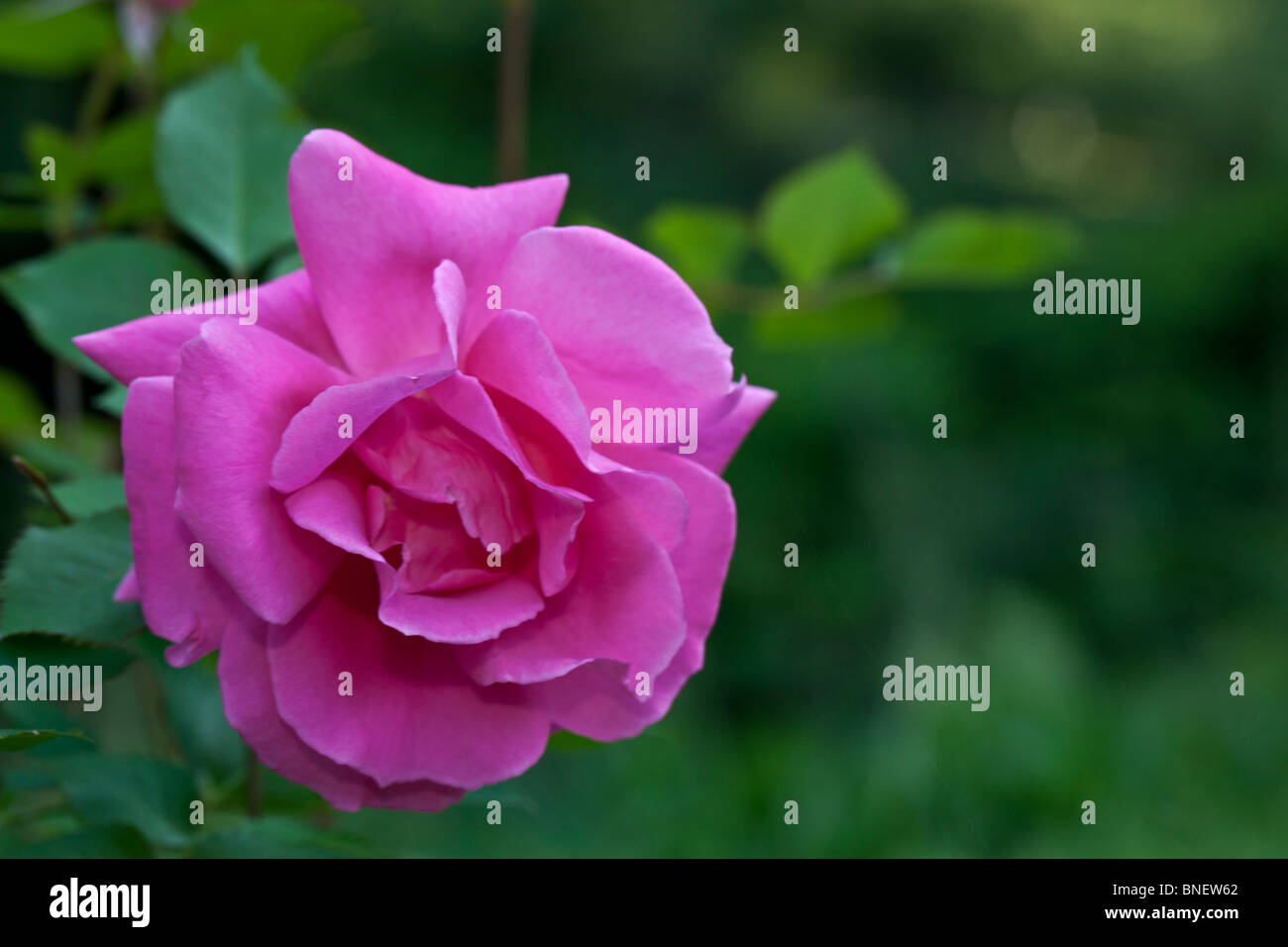 Pink rose in garden on a spring day in Central Park, New York City ...