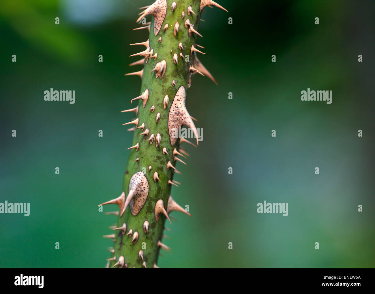 Rose thorn hi-res stock photography and images - Alamy