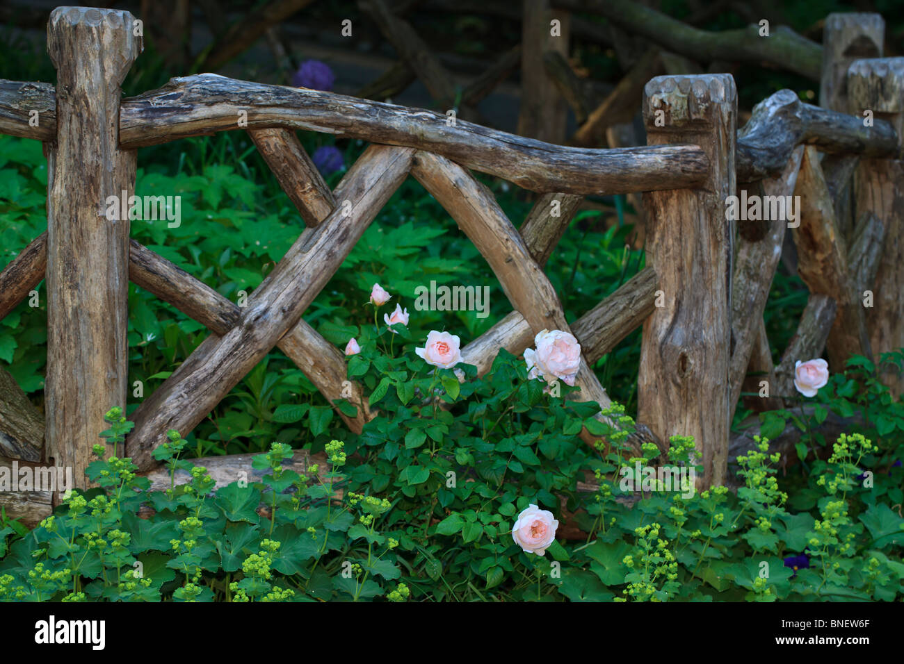 Central Park Shakespeare's garden in spring after a rain with roses in ...