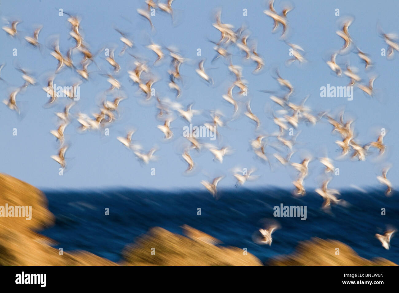 Sanderling; Calidris alba; in flight; Cornwall Stock Photo - Alamy