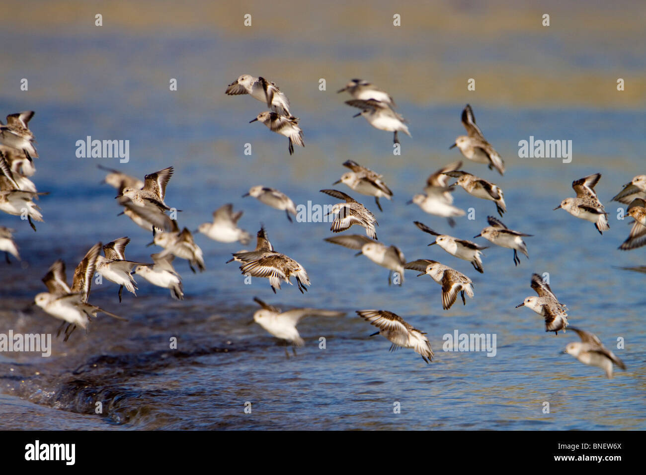 Sanderling; Calidris alba; in flight; Cornwall Stock Photo - Alamy