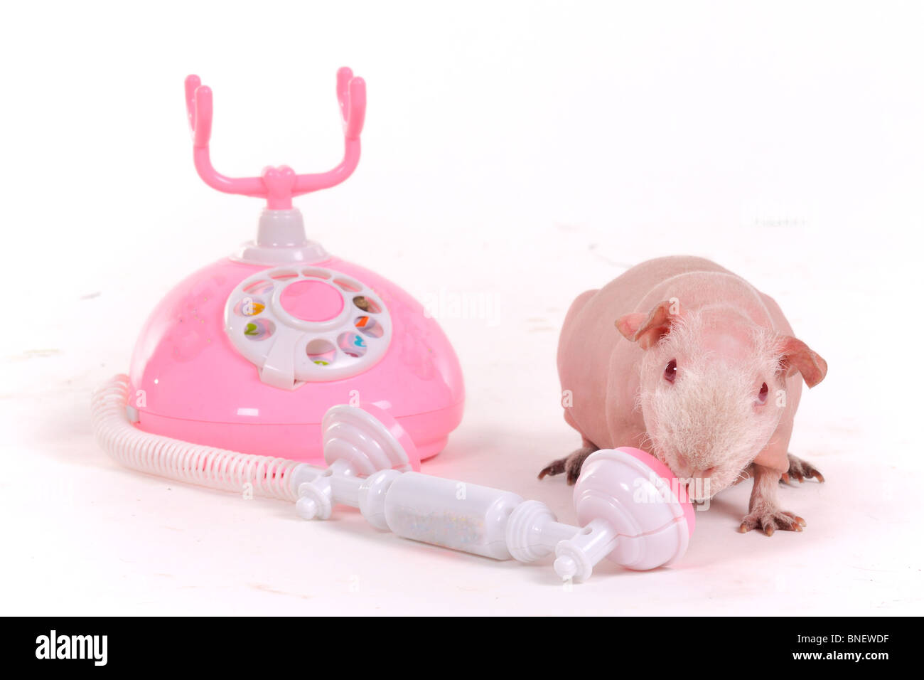 Animal Communication Concept with a Guinea Pig Stock Photo - Alamy