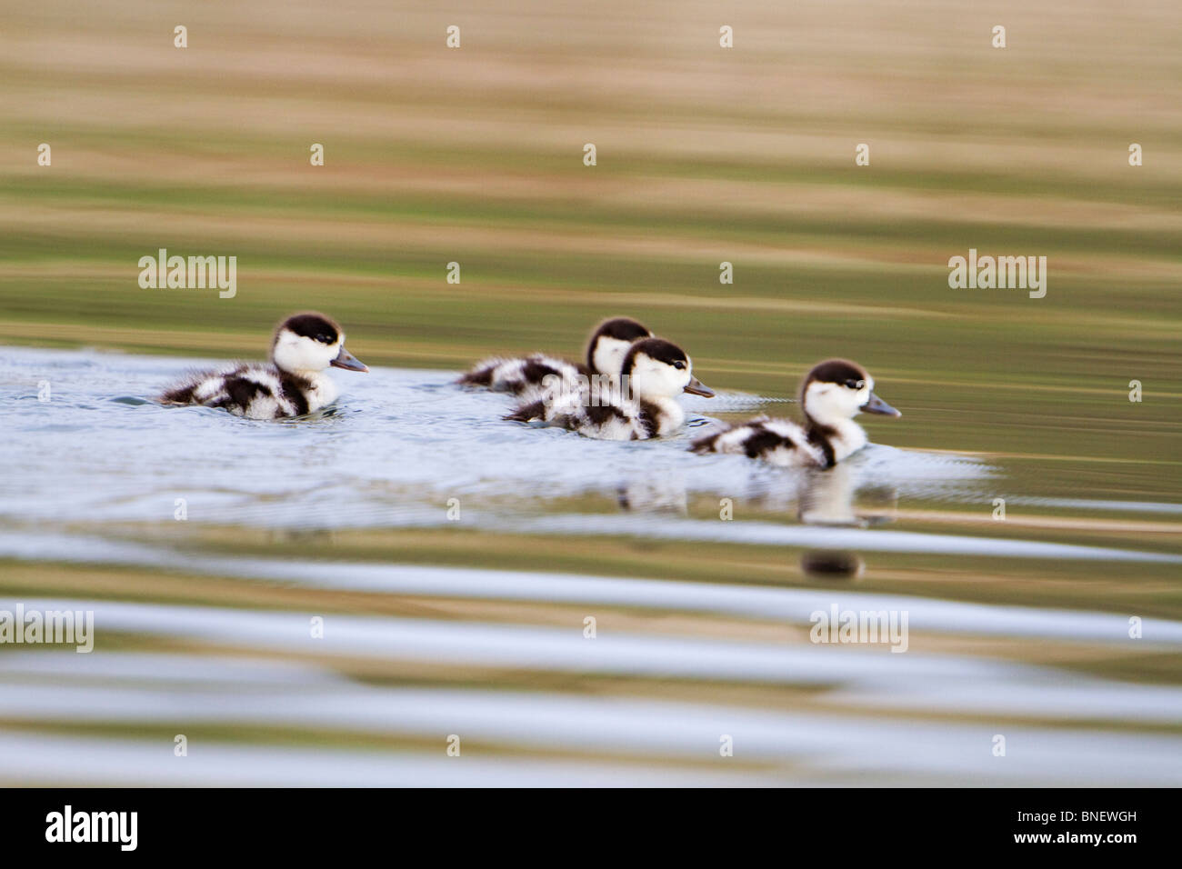 Shelduck ducklings hi-res stock photography and images - Alamy